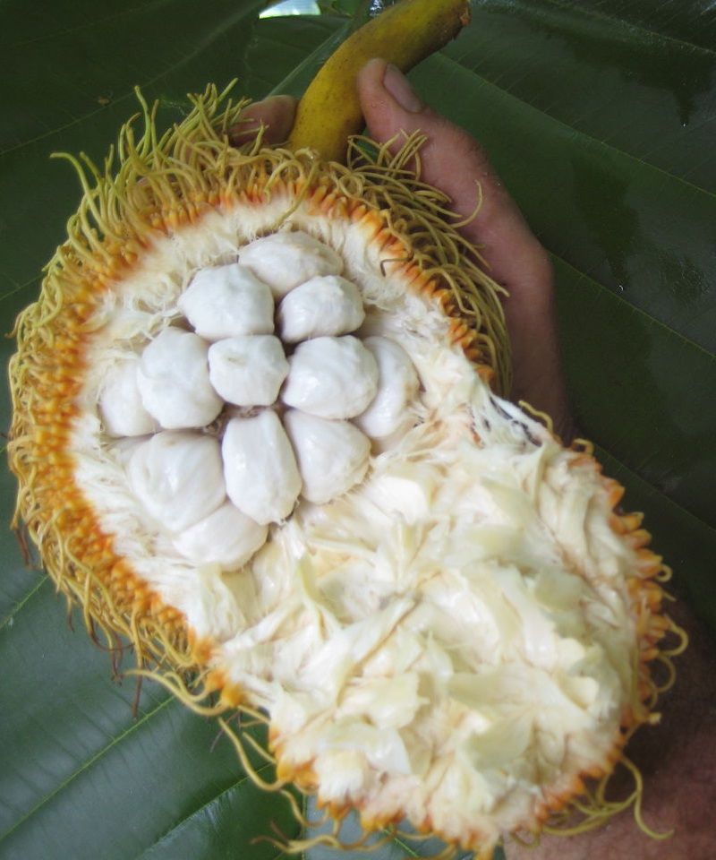 Polynesian Produce Stand : ~PEDALAI~ Artocarpus sericicarpus the HOLY GRAIL of BORNEO FRUITS ...